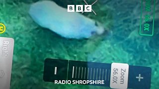 Shropshire | Latest News & Updates | BBC News