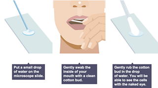What is microscopy, size and magnification in GCSE Biology? - BBC Bitesize