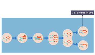 What are the different types of cell division in GCSE Biology? - BBC ...