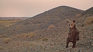 BBC One - Asia - The world’s rarest bear