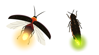 What is light? – KS2 Science curriculum - BBC Bitesize