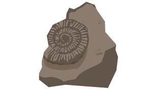 Fossils – KS2 Science curriculum - BBC Bitesize
