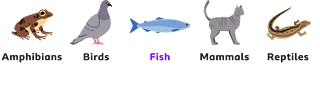 What are fish? KS1 Science curriculum - BBC Bitesize