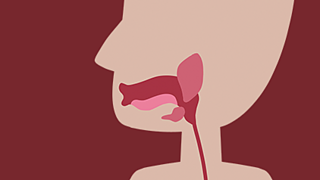 What is the digestive system? – KS2 Science curriculum - BBC Bitesize