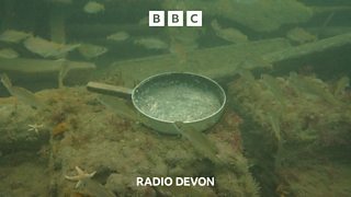 Devon | Latest News & Updates | BBC News