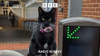 Surrey | Latest News & Updates | BBC News