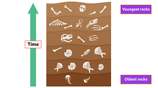What can fossils tell us? – KS2 Science curriculum - BBC Bitesize