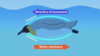 Air and water resistance – KS2 Science curriculum - BBC Bitesize