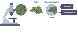 What is microscopy, size and magnification in GCSE Biology? - BBC Bitesize