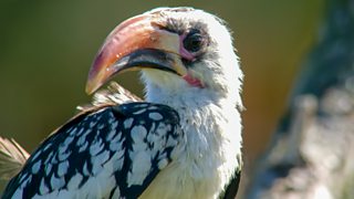 CBeebies Animals - CBeebies - BBC