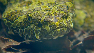 Animals - CBeebies - BBC