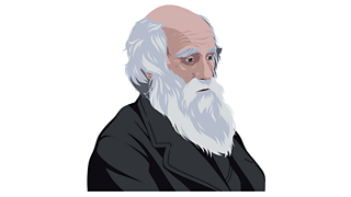What is evolution? – KS2 Science curriculum - BBC Bitesize