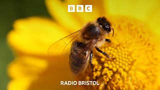 Bristol | Latest News & Updates | BBC News