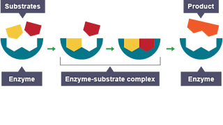 What is the role of enzymes in GCSE Biology? - BBC Bitesize