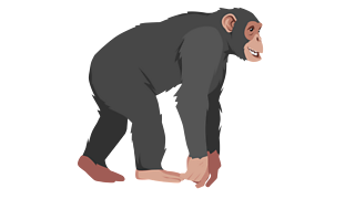 What is evolution? – KS2 Science curriculum - BBC Bitesize