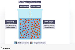 What is the role of osmosis in GCSE Biology? - BBC Bitesize