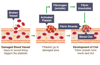What is the role of the circulatory system ? - BBC Bitesize