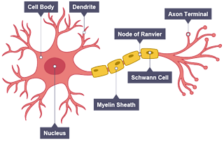 What is the role of the nervous system in GCSE Biology? - BBC Bitesize