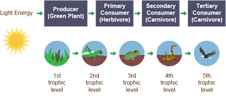 What is energy flow in GCSE Biology? - BBC Bitesize