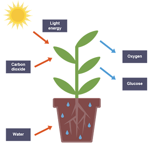 What is photosynthesis and how does it affect plants in GCSE Biology ...