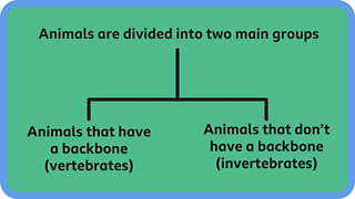 What is classification? – KS2 Science curriculum - BBC Bitesize