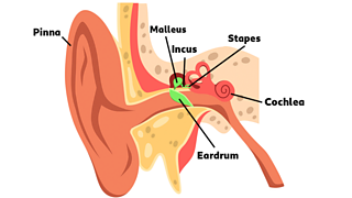How are sounds detected? – KS2 Science curriculum - BBC Bitesize