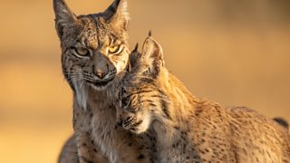 CBBC Animal Hub - CBBC - BBC