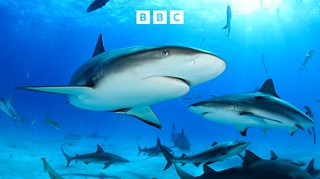 Sharks - BBC News