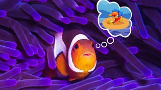 How do fish sleep and how do sharks get some shut eye while swimming ...