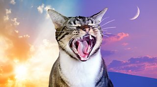 What's the opposite of nocturnal? Fun facts about diurnal animals ...