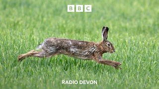 Devon | Latest News & Updates | BBC News