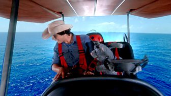 Andy's Wild Adventures Catch up, Series 2 - Marsupials on CBEEBIES