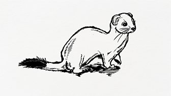 BBC One - His Dark Materials - Ermine