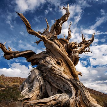 BBC Sounds - The Forum - Available Episodes