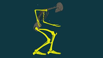 How does the human skeleton work? - BBC Bitesize