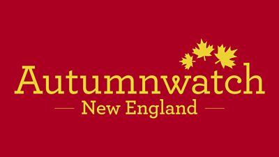 Autumnwatch New England - Media Centre
