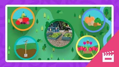What is an allotment? - EYFS - Reception - BBC Bitesize