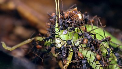 The Hunt - Media Centre