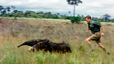 Sir David Attenborough and cameraman Charles Lagus tell how they ...
