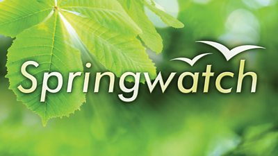 Springwatch Digital - Media Centre