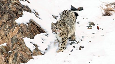 Snow Leopard Chasing Goat