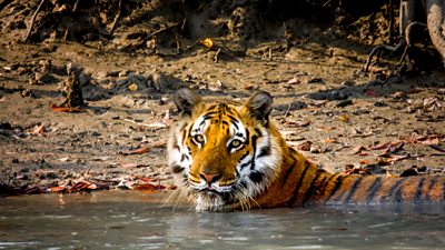 Episode Two - Media Centre