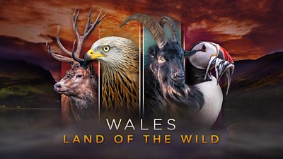 Wales: Land Of The Wild - secret scenes from wild Wales revealed in ...