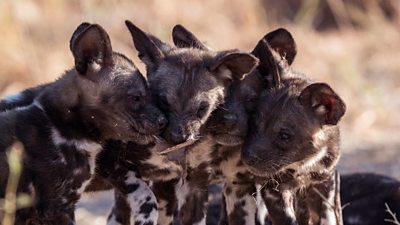 Serengeti - Media Centre