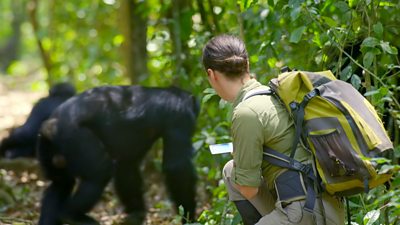 Primates - Media Centre