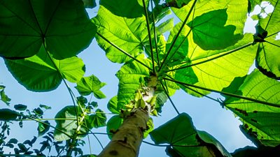 The Green Planet - Media Centre