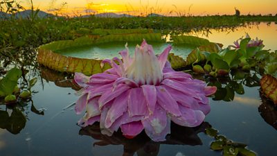 The Green Planet: Water Worlds - Media Centre