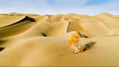 The Green Planet: Desert Worlds - Media Centre