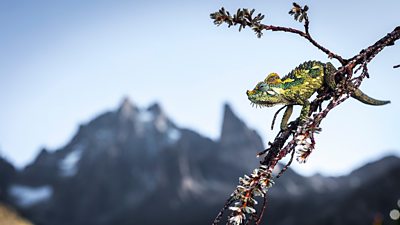 Frozen Planet II - Filming locations, wildlife and behind the scenes ...