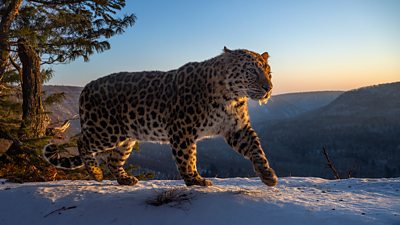 Frozen Planet II - Media Centre